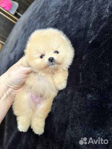 10 мальчиков разных окрасов микро мини шпиц