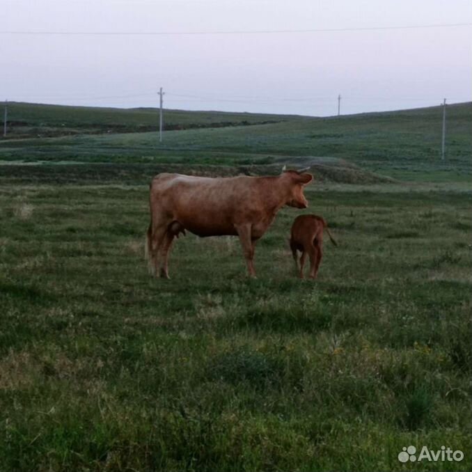 Корова с теленком