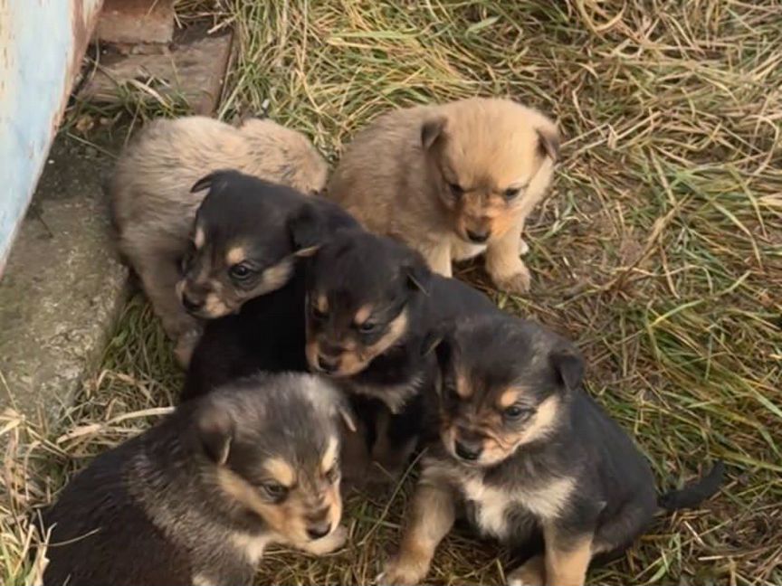 Щенки