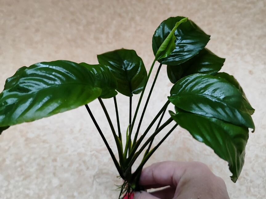 Аквариумные растения