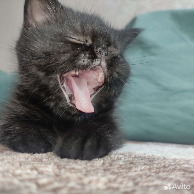 Котенок Котята кошка кот экзот экзотические