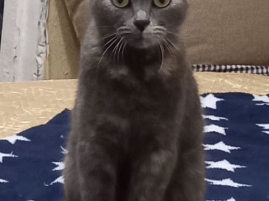 Кошка девочка