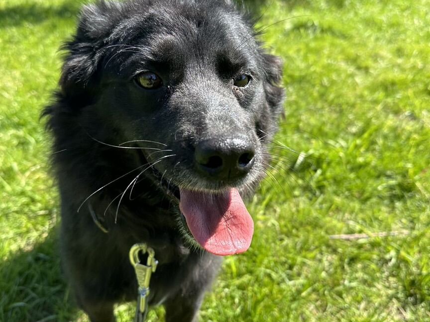 Собака из приюта в добрые руки бесплатно