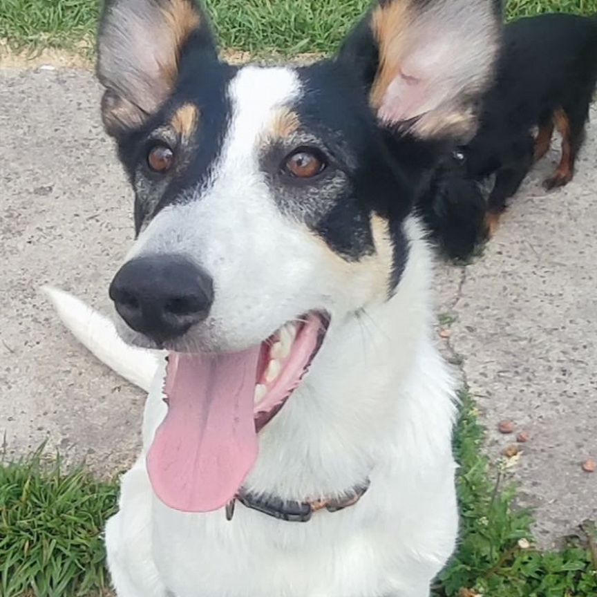 В добрые руки молодая собака