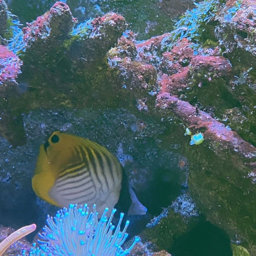 Рыба морская Бабочка Аурига M-L