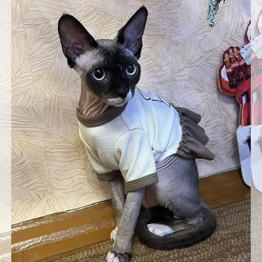 Вязка. Сфинкс. Ищем жениха