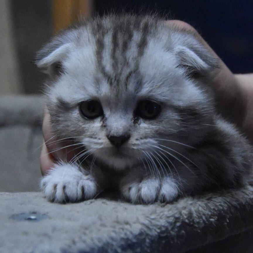 Шотландские вислоухие котята