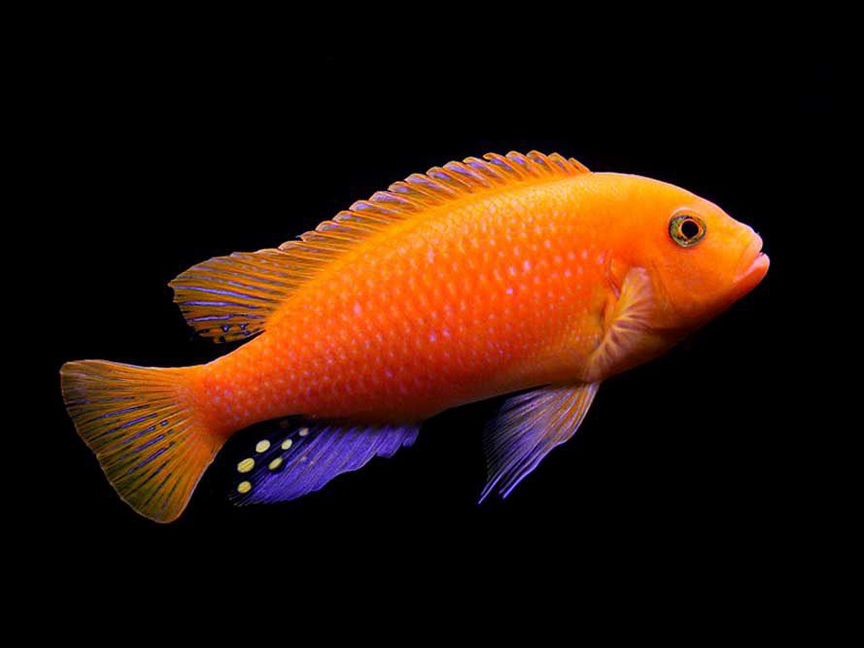 Молодь цихлид