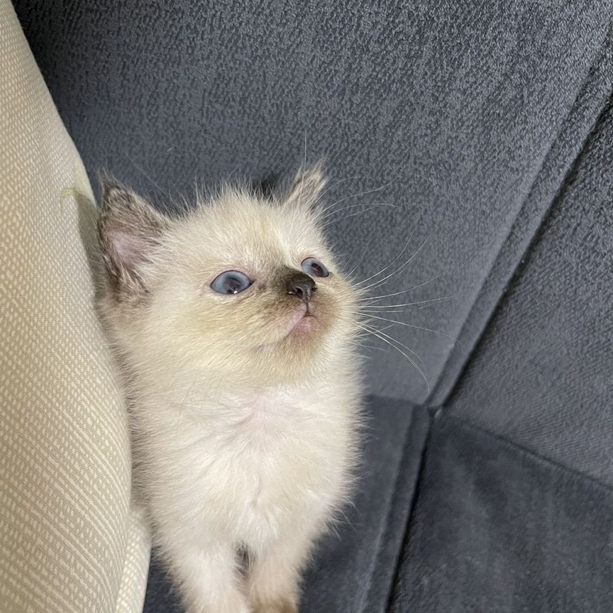 Невская маскарадная