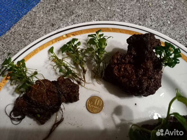 Анубиас нана петит бонсай