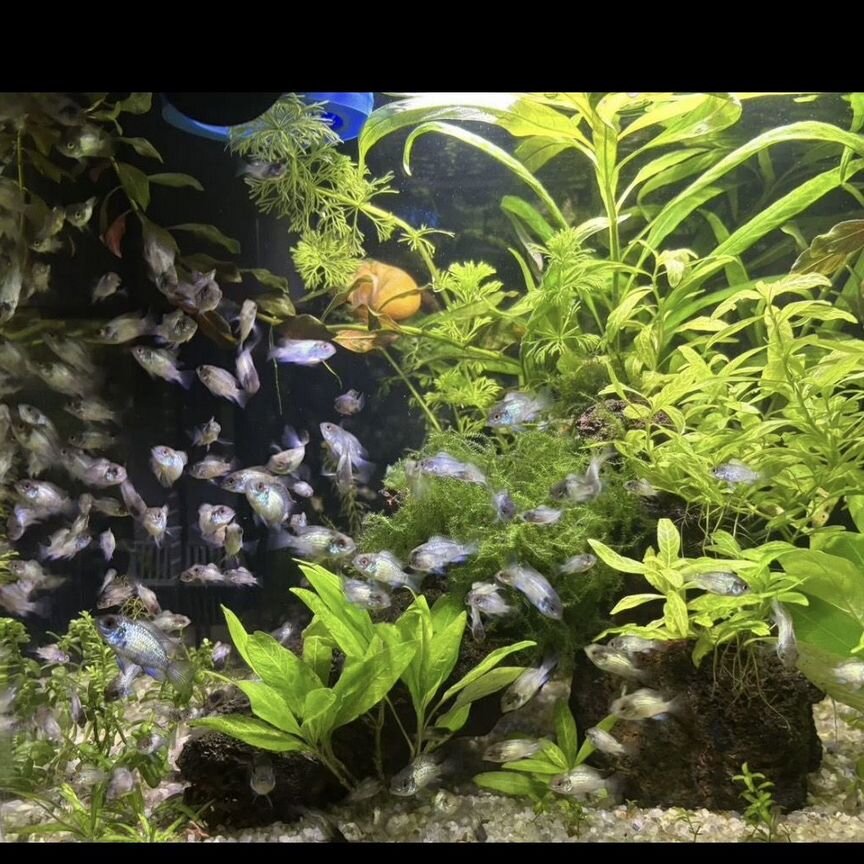 Аквариумные рыбки