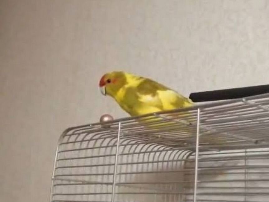 Попугай Какарики