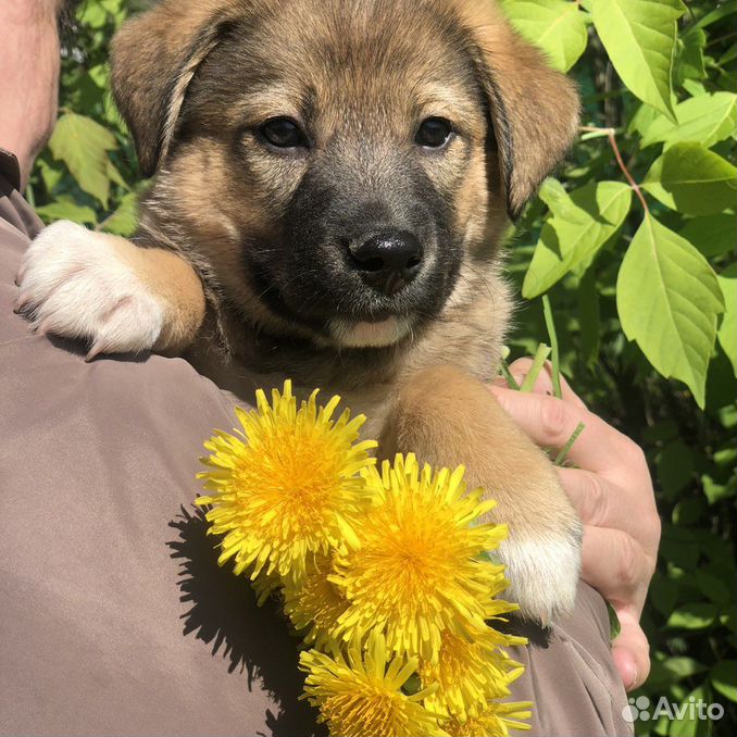Щенок 1,5 месяца (девочка) ищет дом