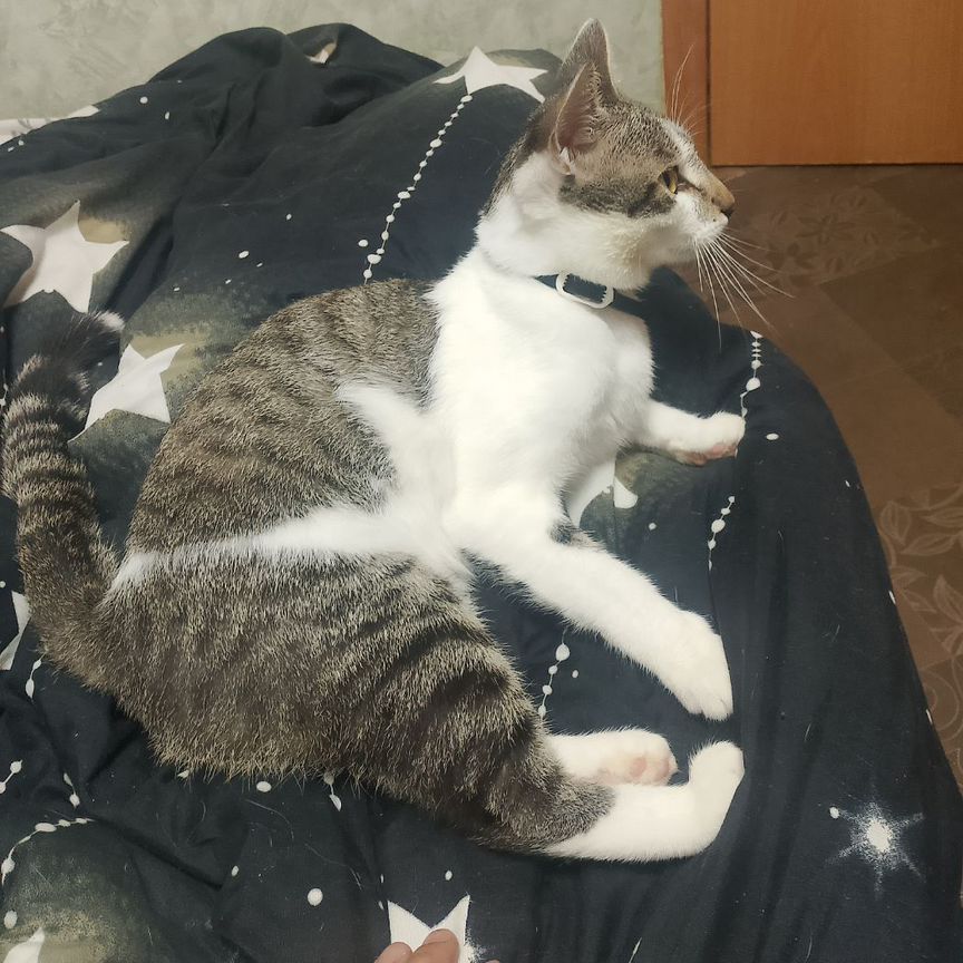 Кот