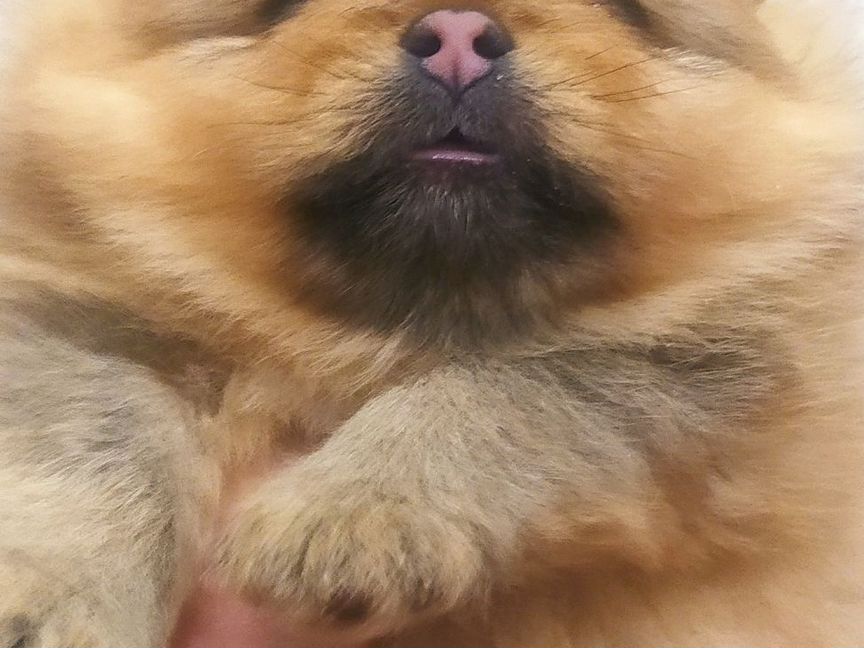 Померанский шпиц