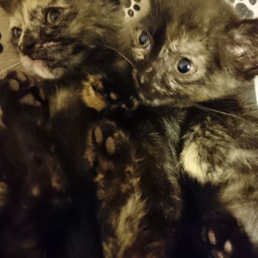 Черепаховые котята