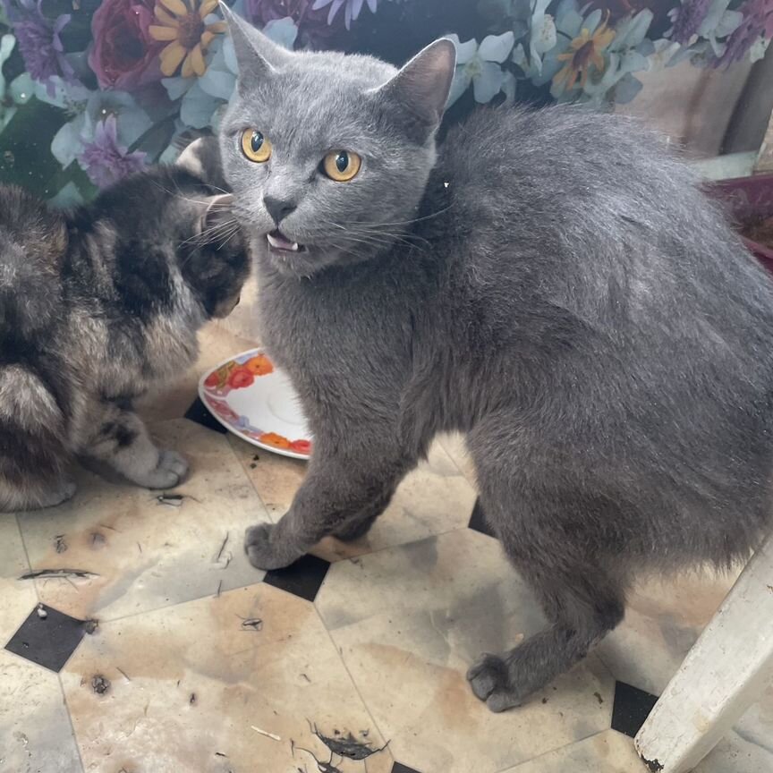 Курильский бобтейл короткошёрстный, взрослая кошка