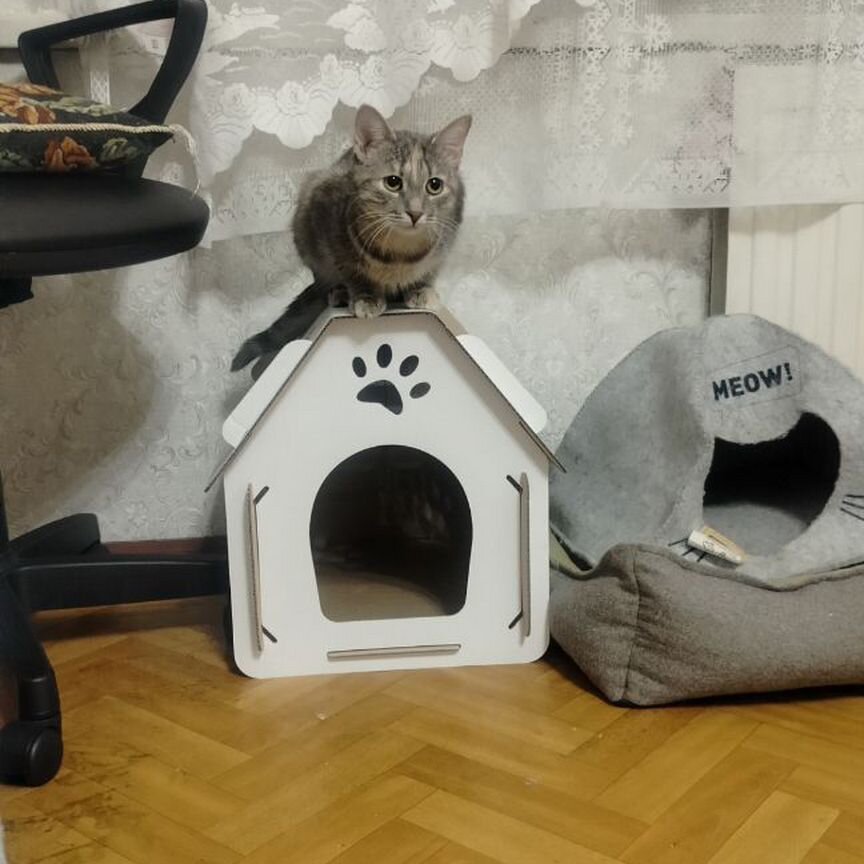 Отдам бесплатно.Добрый людей