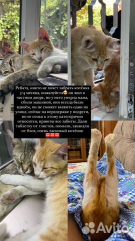 В дар рыжего котенка