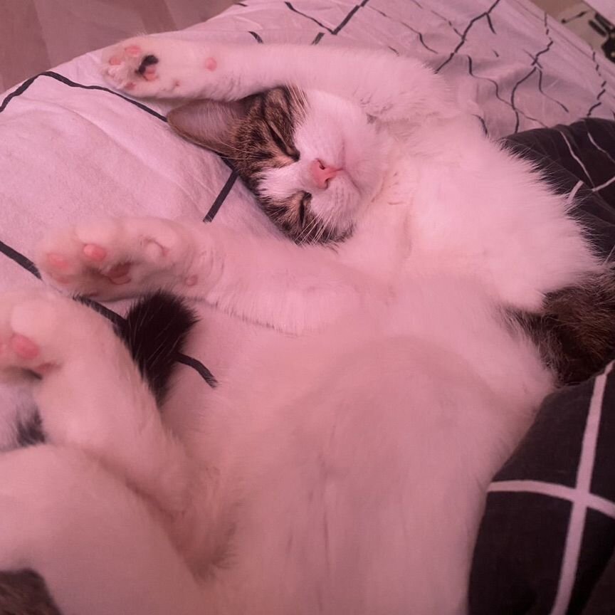 Котенок девочка в добрые руки