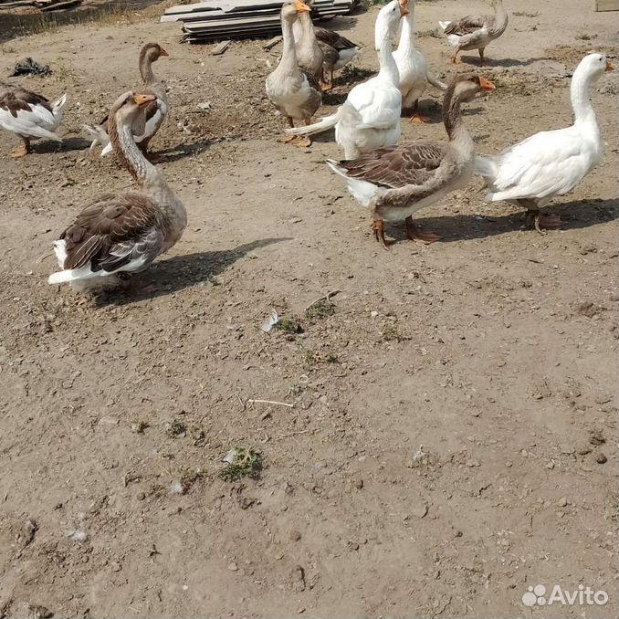 Молодые гуси и взрослые порода Холмогоры