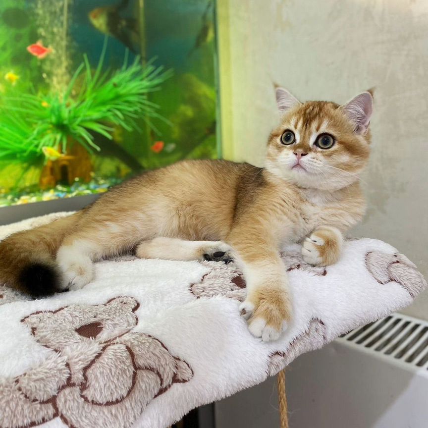 Золотой котик