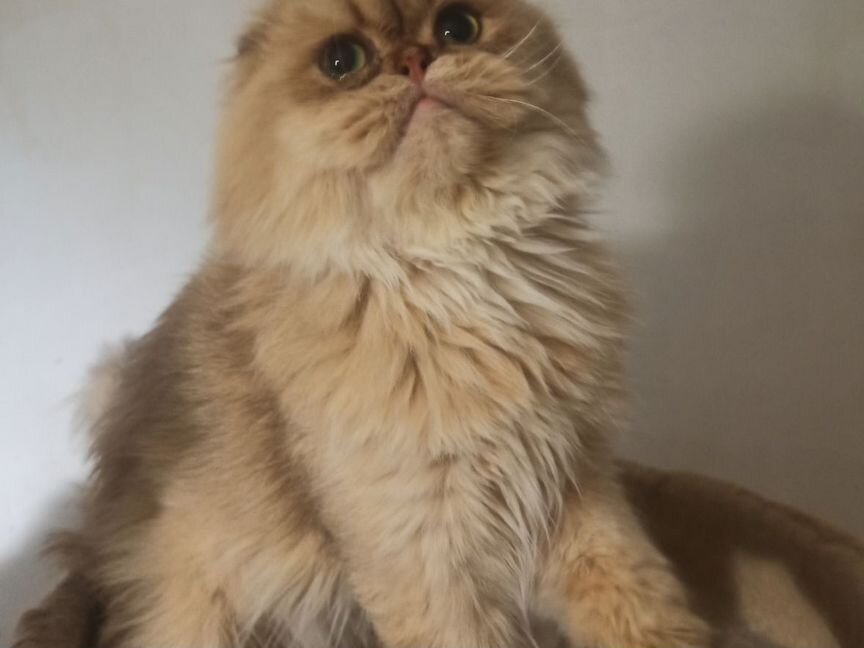Вислоухий золотой котик