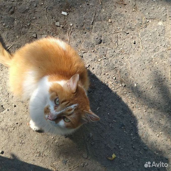 Кошка стирилизованная