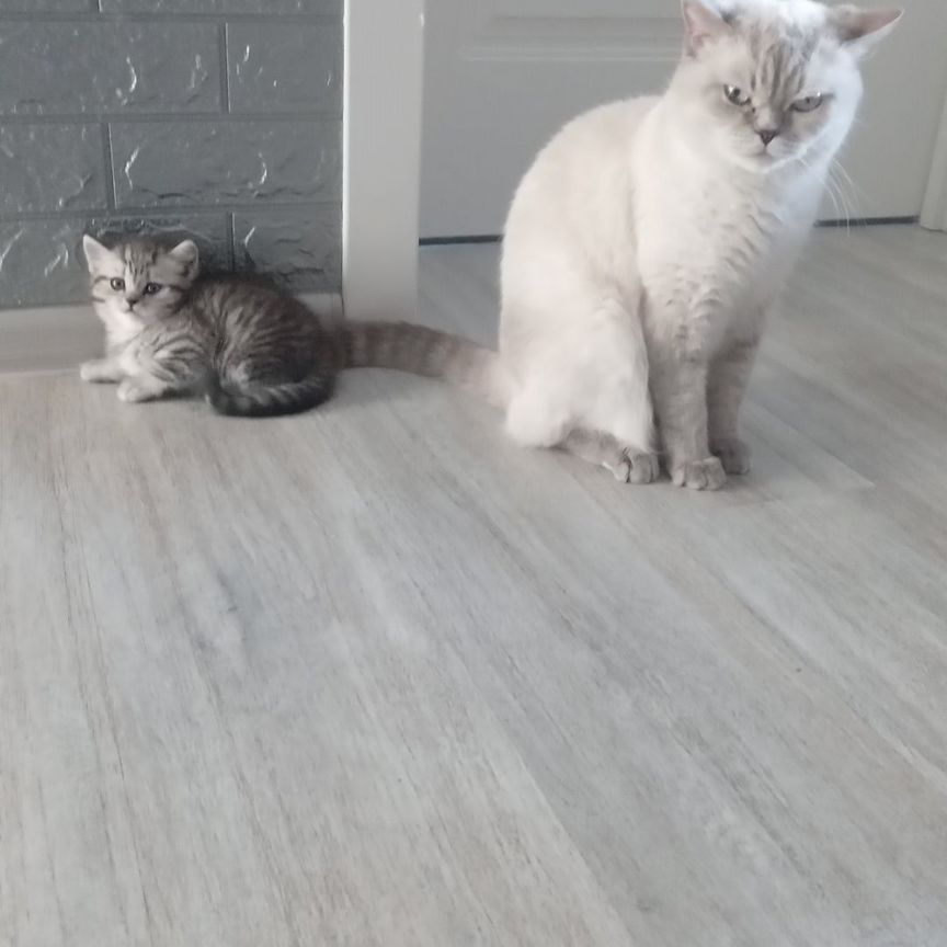 Котенок девочка Шотландка