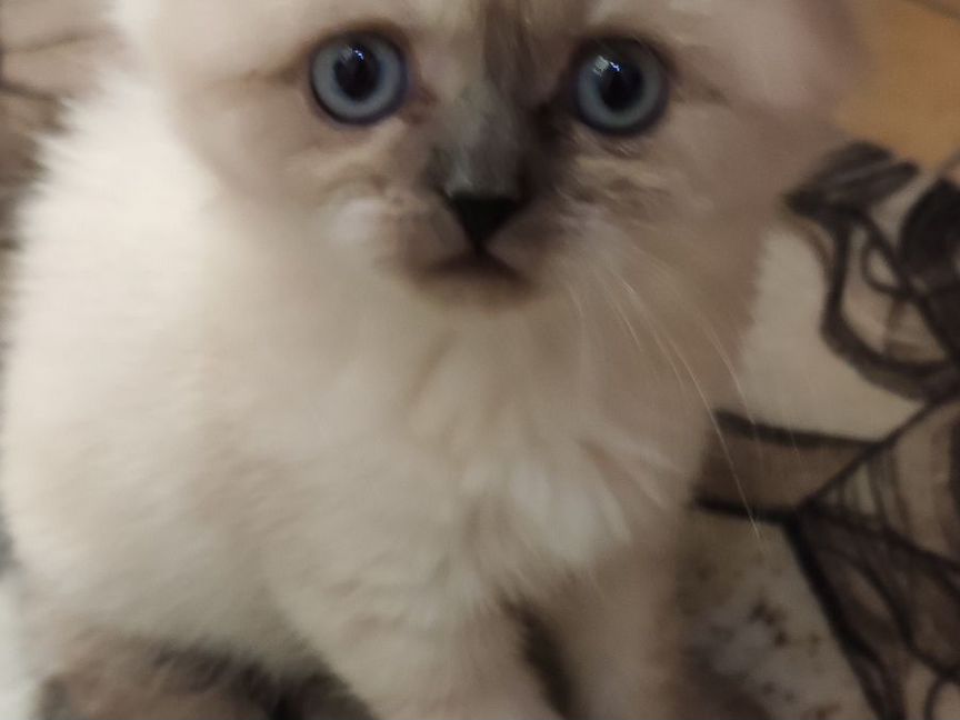 Шотландская кошечка