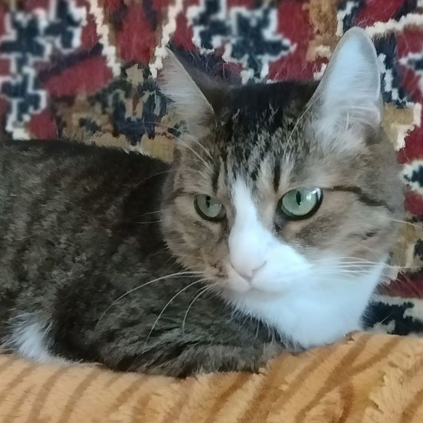 Уютный котик Кузя
