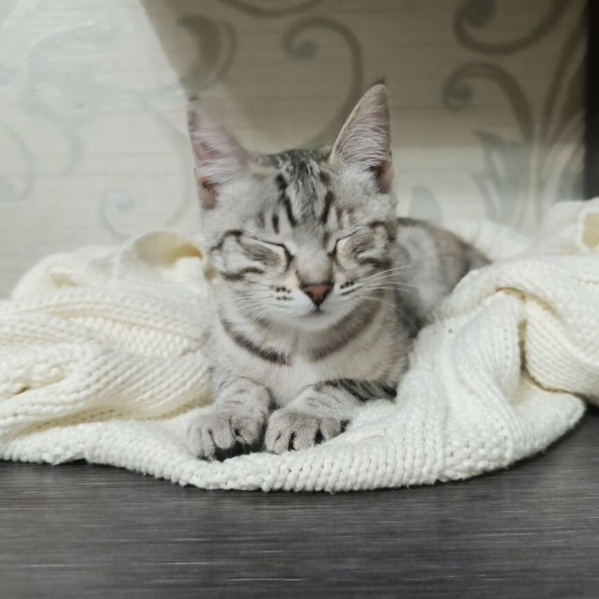 Котёнок в добрые руки