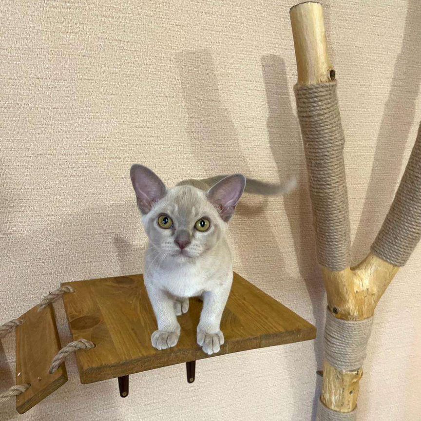 Бурма шоукласс с родословной, клуб WCF