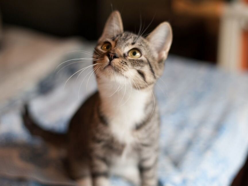 Карамелька ищет дом