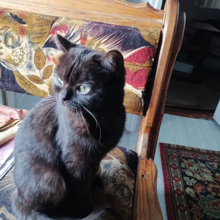 Кошка в дар