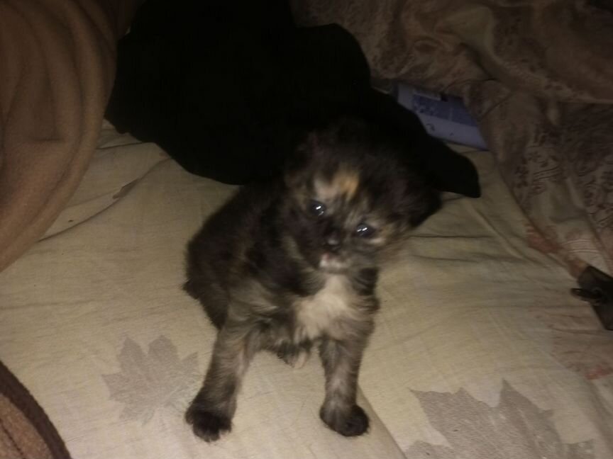 Шотланская прямоухая кошечка