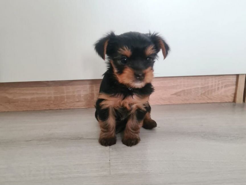Йоркширский терьер щенки