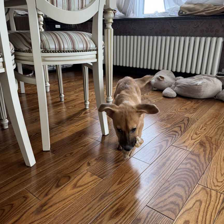 Щенок в добрые руки бесплатно