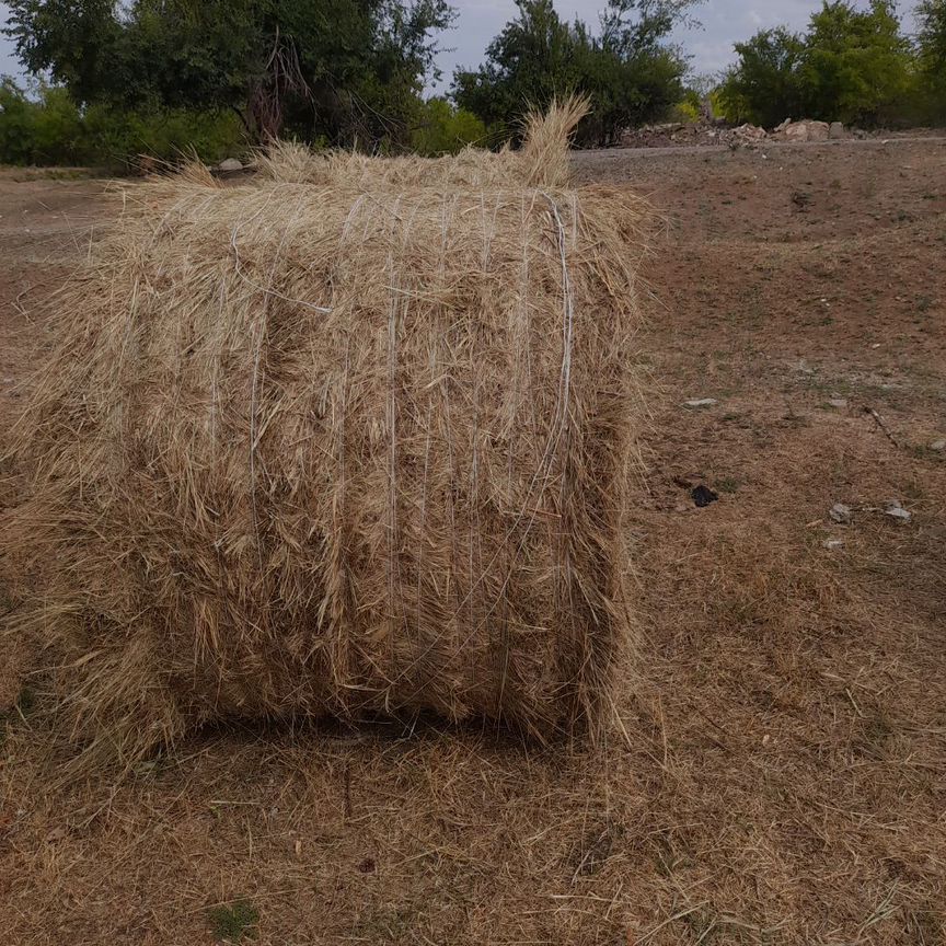 Продам сено в рулонах