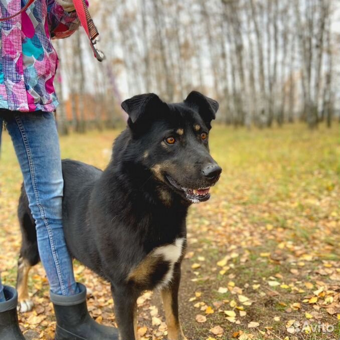 Собачка грустит в приюте