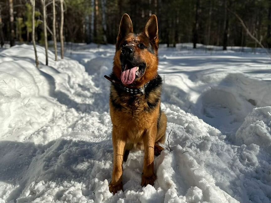 Немецкая овчарка вязка