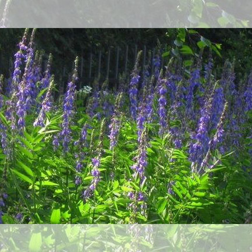 Семена медоносы в ассортименте фацелия