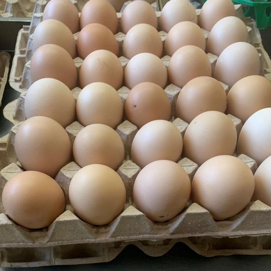 Инкубационное яйцо кобб 500