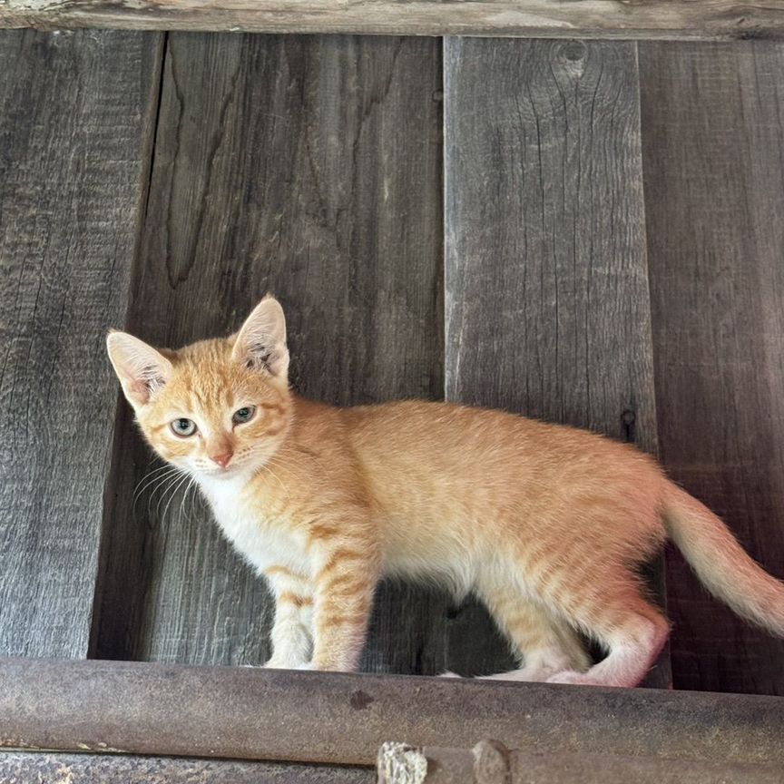Котята в добрые руки бесплатно