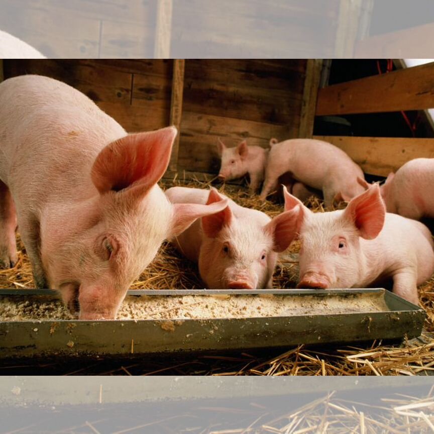 Корм для животных списание