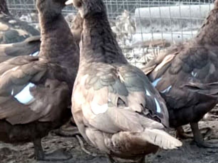 Индоутки (мускусные утки )