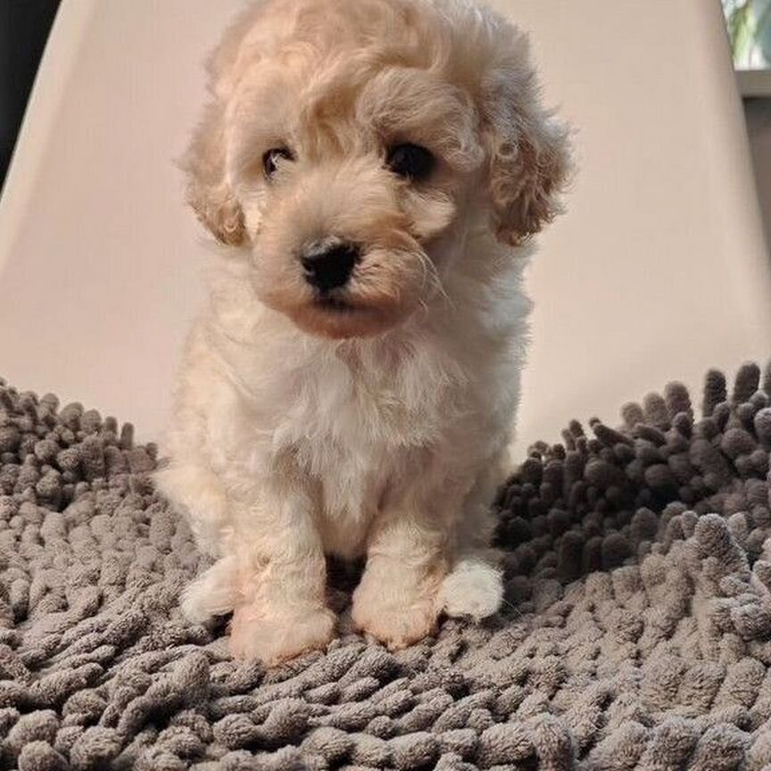 Щенки карликового пуделя