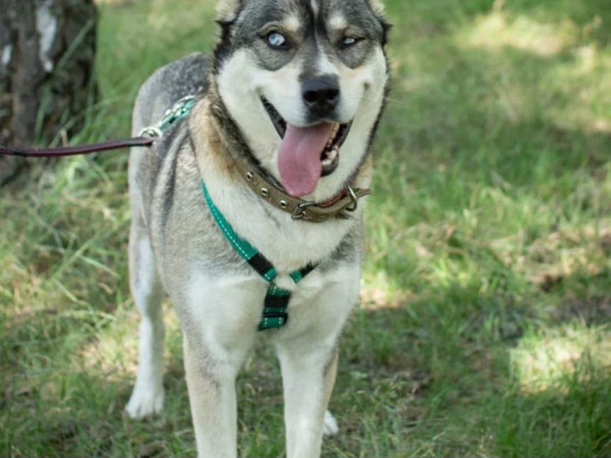 Лапочка Алиса в добрые руки