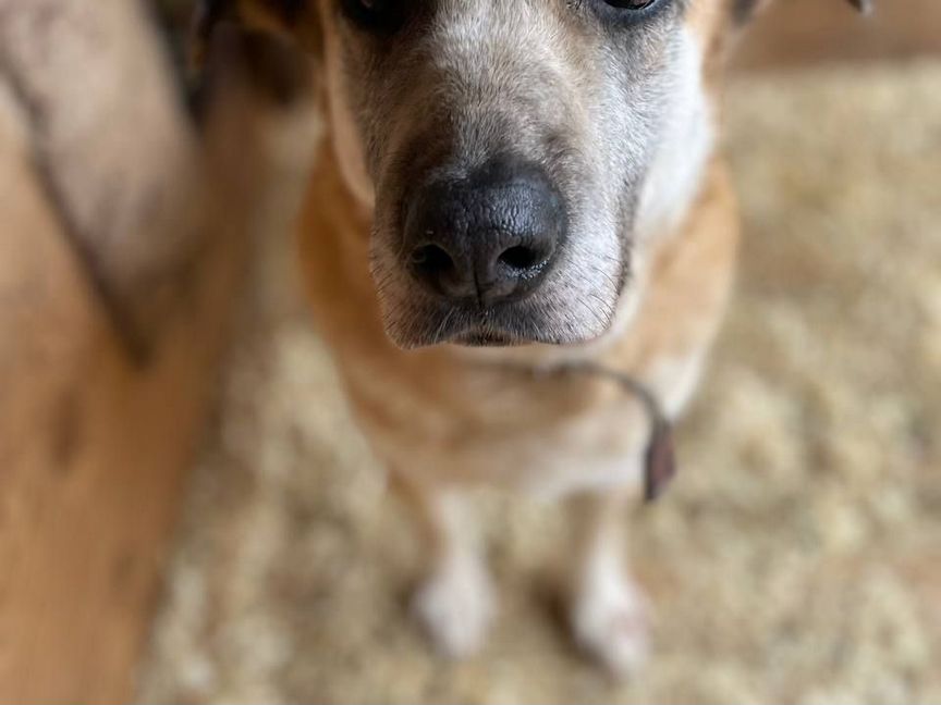 Грустная мордочка