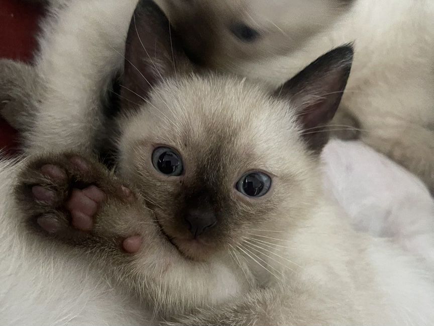 Тайские котята (1 кошка)